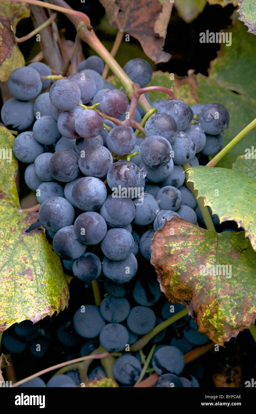 Grape vine disease hi-res stock photography and images - Alamy