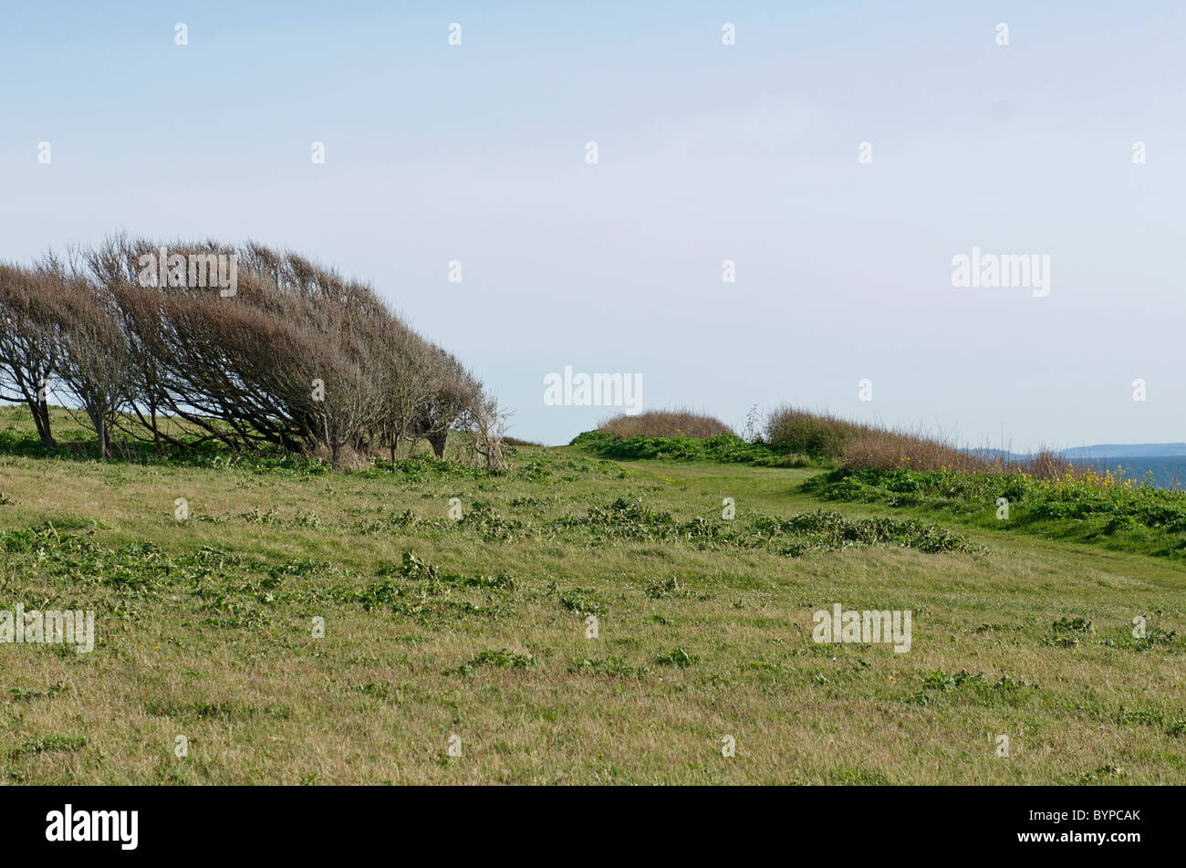 Windswept landscape hi-res stock photography and images - Alamy