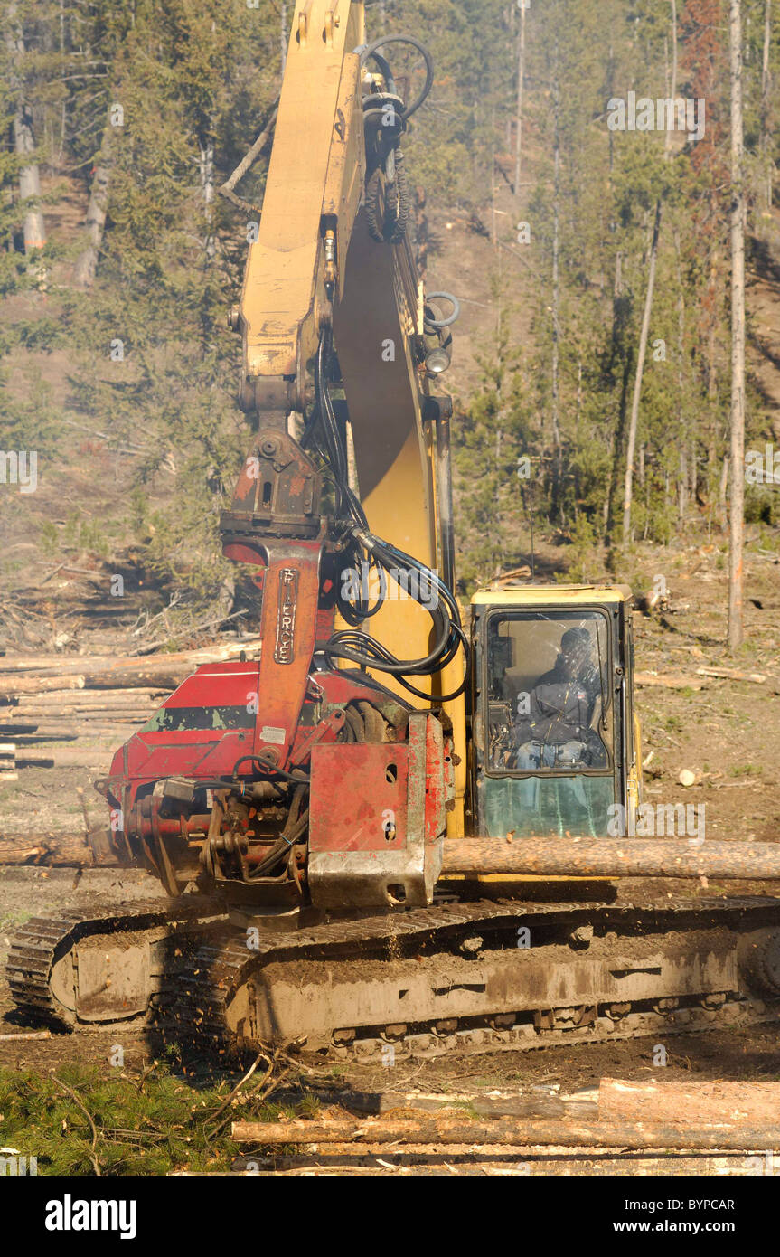 Salmon-Challis National Forest, Logging, Logger Stock Photo - Alamy