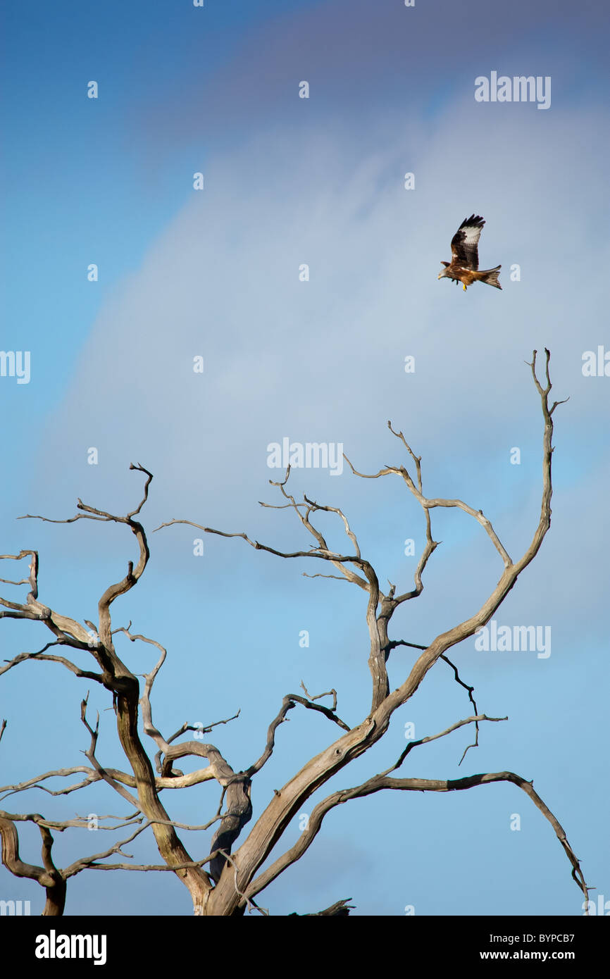 A Red Kite moment after taking off from a ancient, dead tree Stock ...