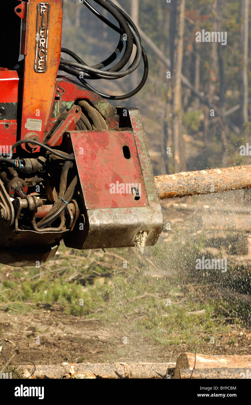 Salmon-Challis National Forest, Logging, Logger Stock Photo - Alamy