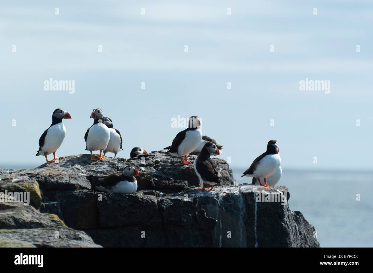 Puffin colony on rock face Stock Photo - Alamy