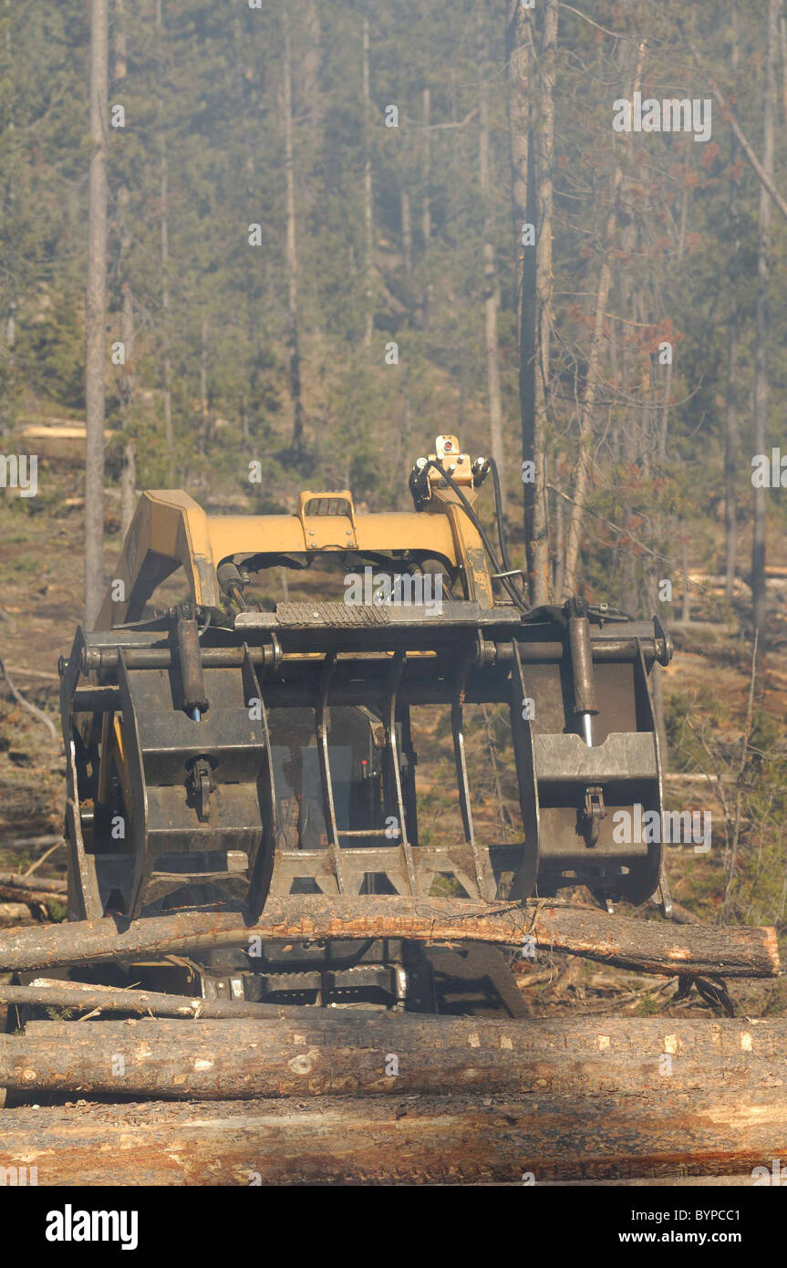Salmon-Challis National Forest, Logging, Logger Stock Photo - Alamy