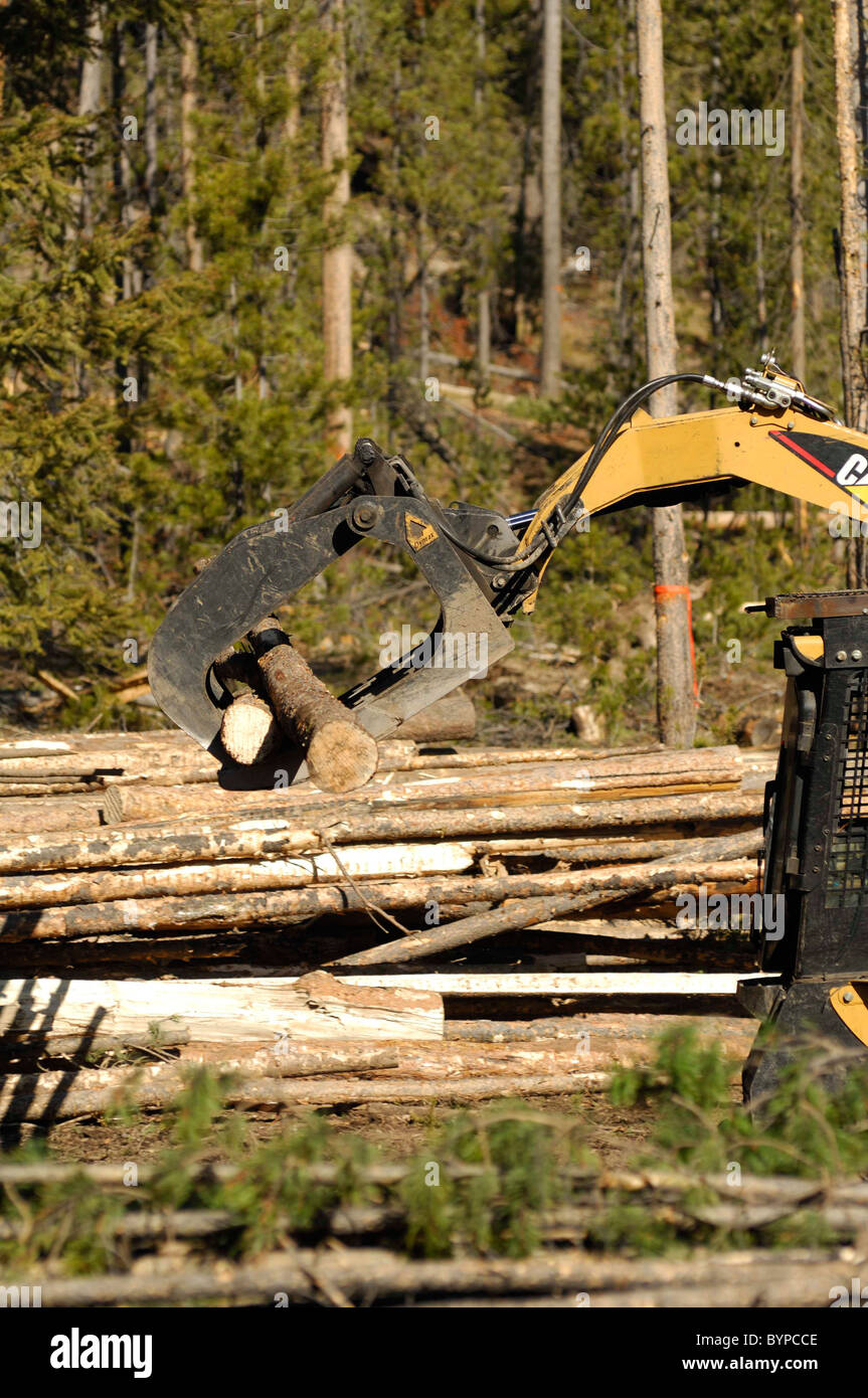 Salmon-Challis National Forest, Logging, Logger Stock Photo - Alamy