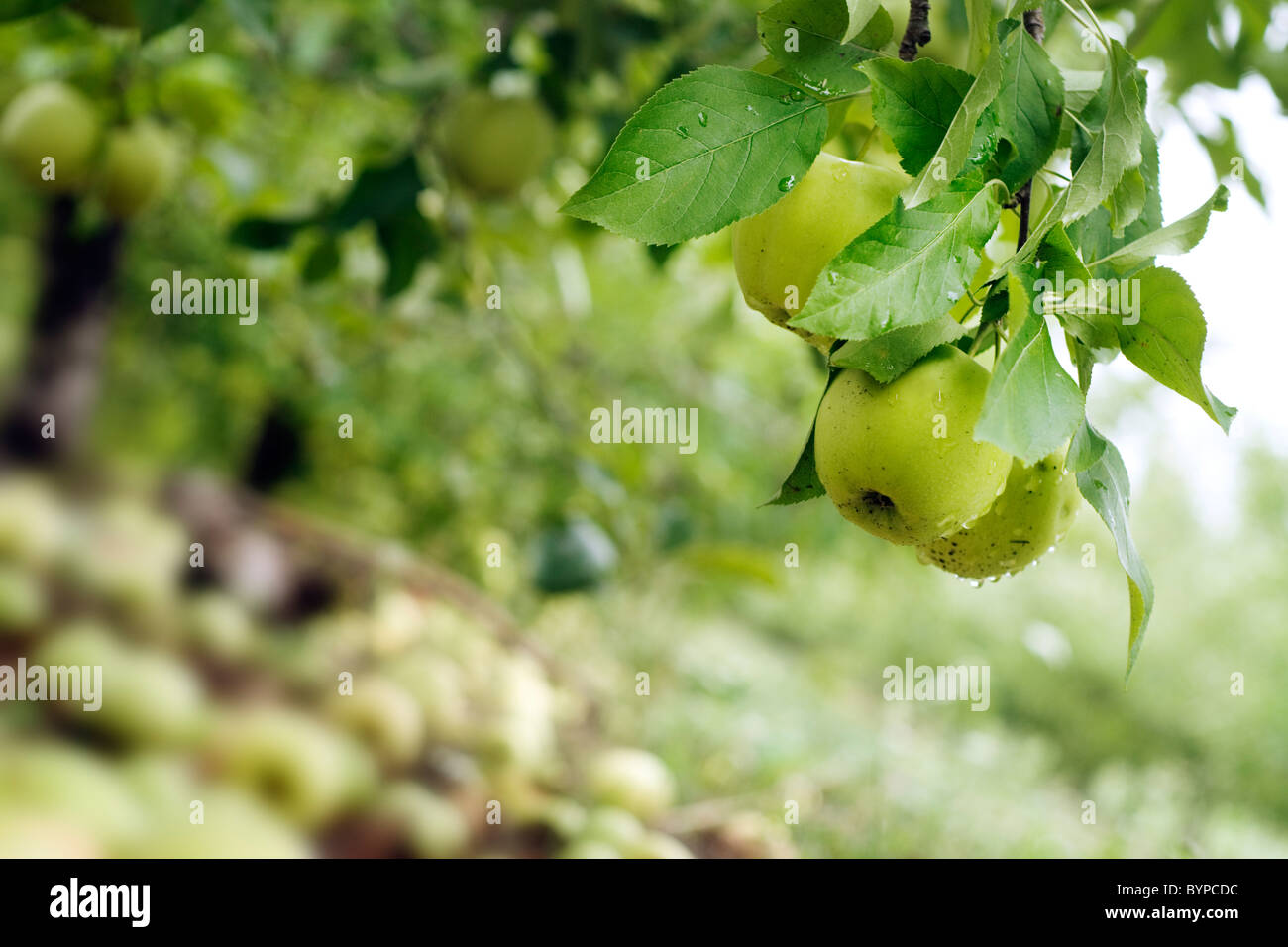 Apples hanging on trees in an orchard Stock Photo - Alamy