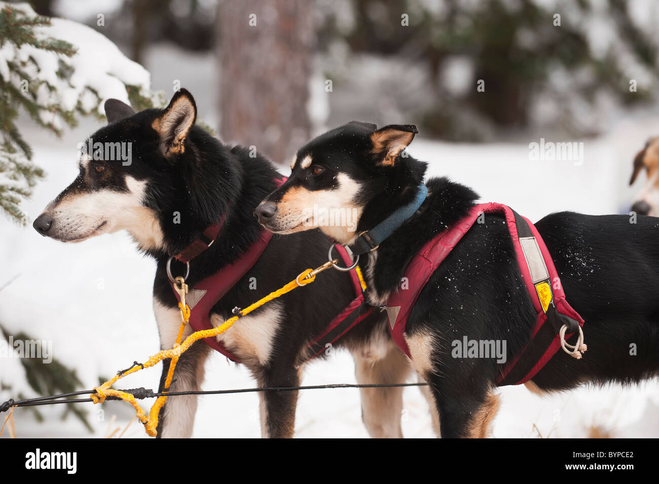 CHAD SCHOUWEILER'S DOG TEAM Stock Photo - Alamy