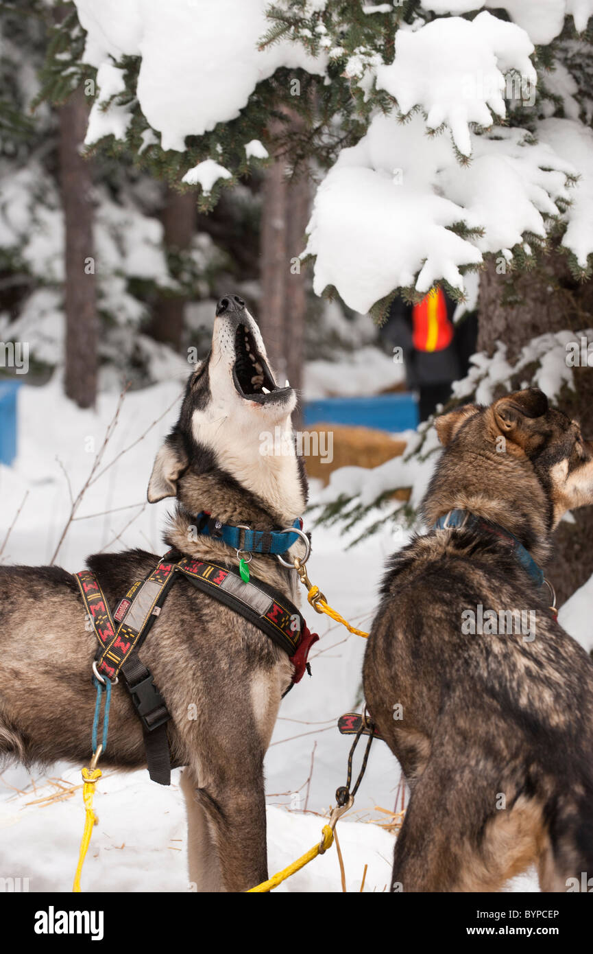 EXCITED DOGS READY TO RUN Stock Photo - Alamy