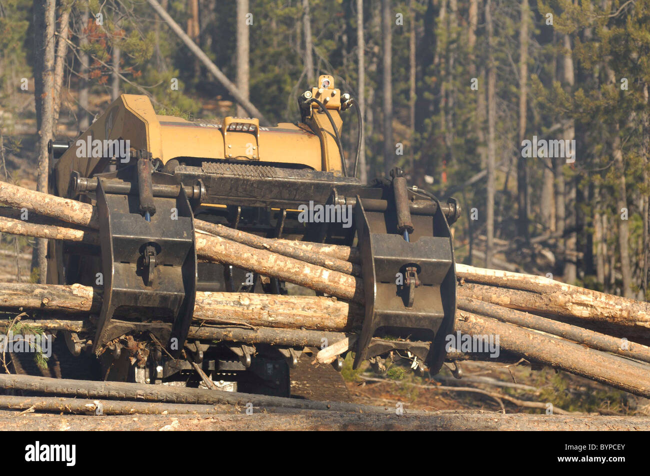 Salmon-Challis National Forest, Logging, Logger Stock Photo - Alamy