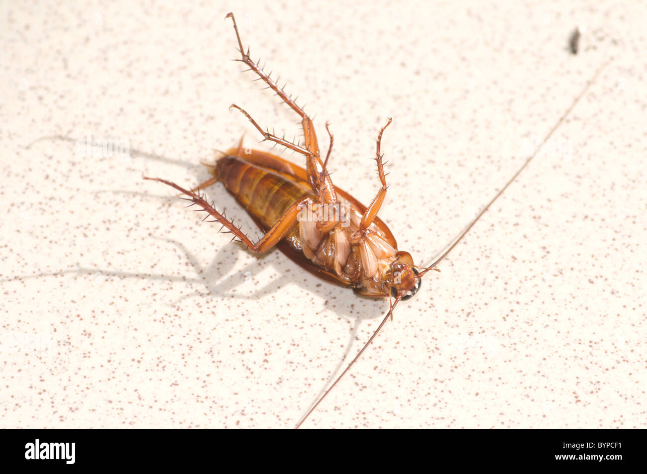 Cockroach dead cockroach hi-res stock photography and images - Alamy