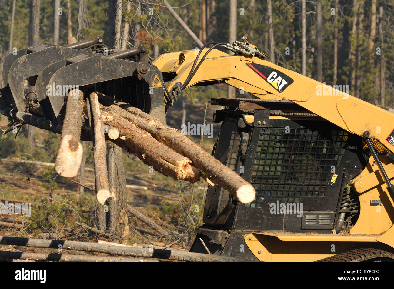 Salmon-Challis National Forest, Logging, Logger Stock Photo - Alamy