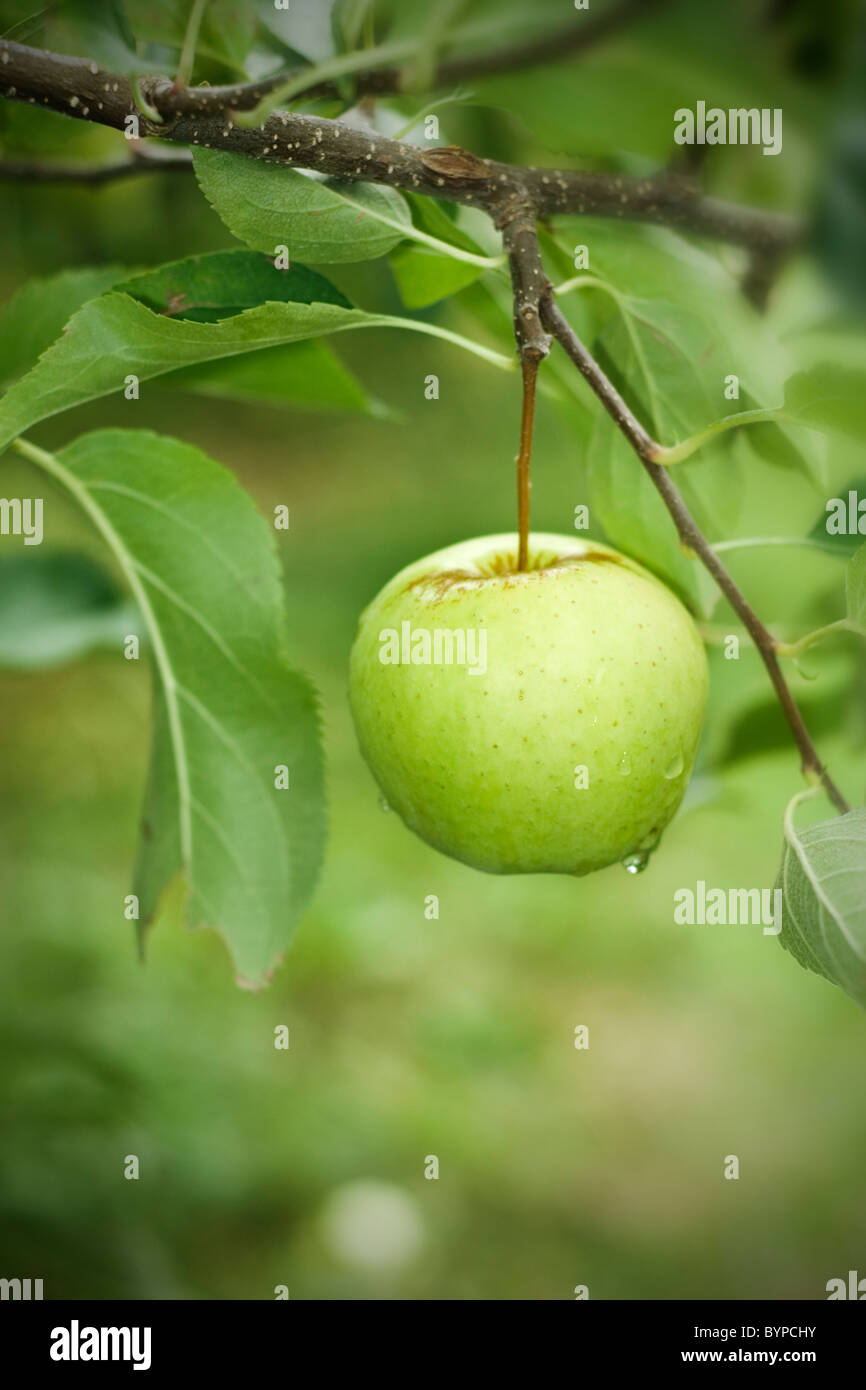 Apples hanging on trees in an orchard Stock Photo - Alamy