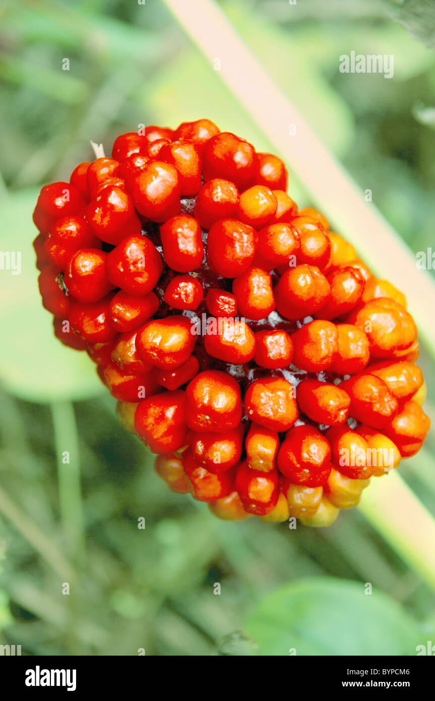 Fruit of wolf hi-res stock photography and images - Alamy