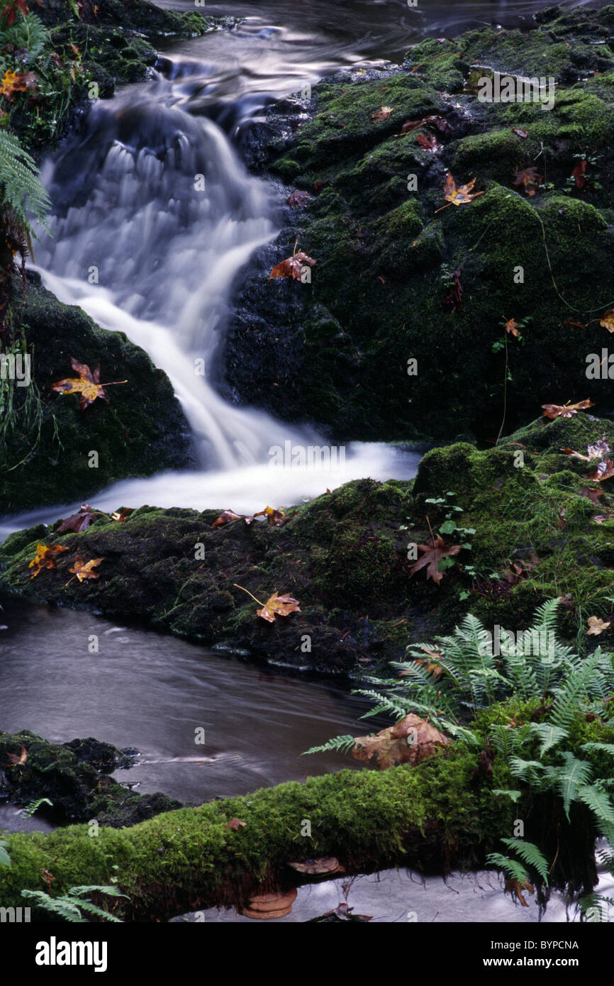 Stream flowing through temperate rain hi-res stock photography and ...