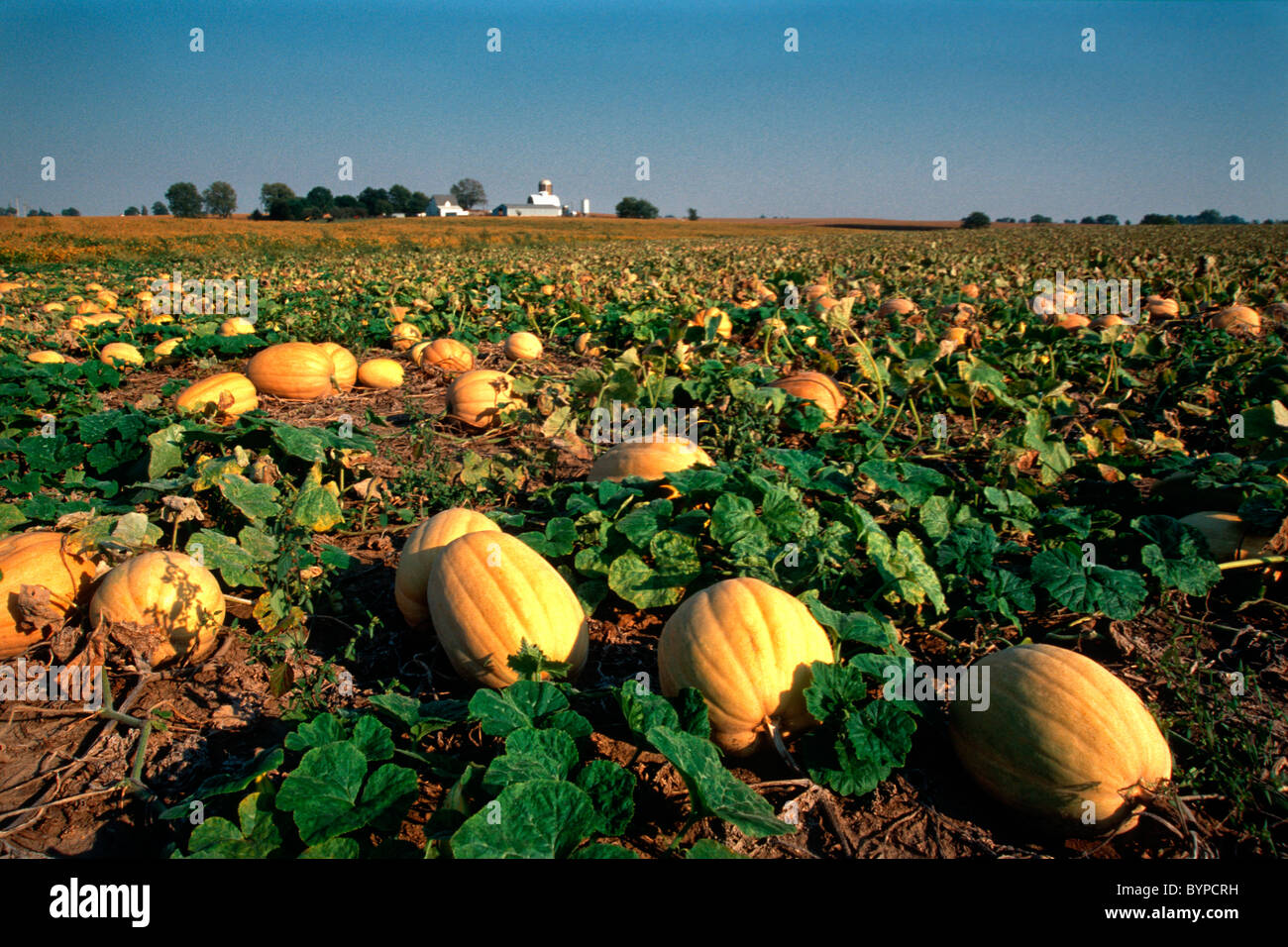 Pumpkins ripening in Illinois farm field Stock Photo - Alamy