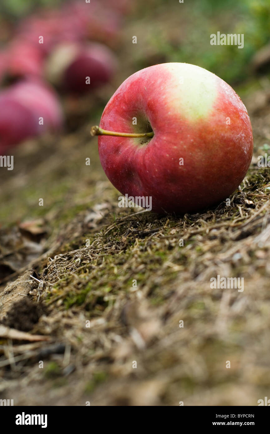 Apples fallen from the tree hi-res stock photography and images - Alamy