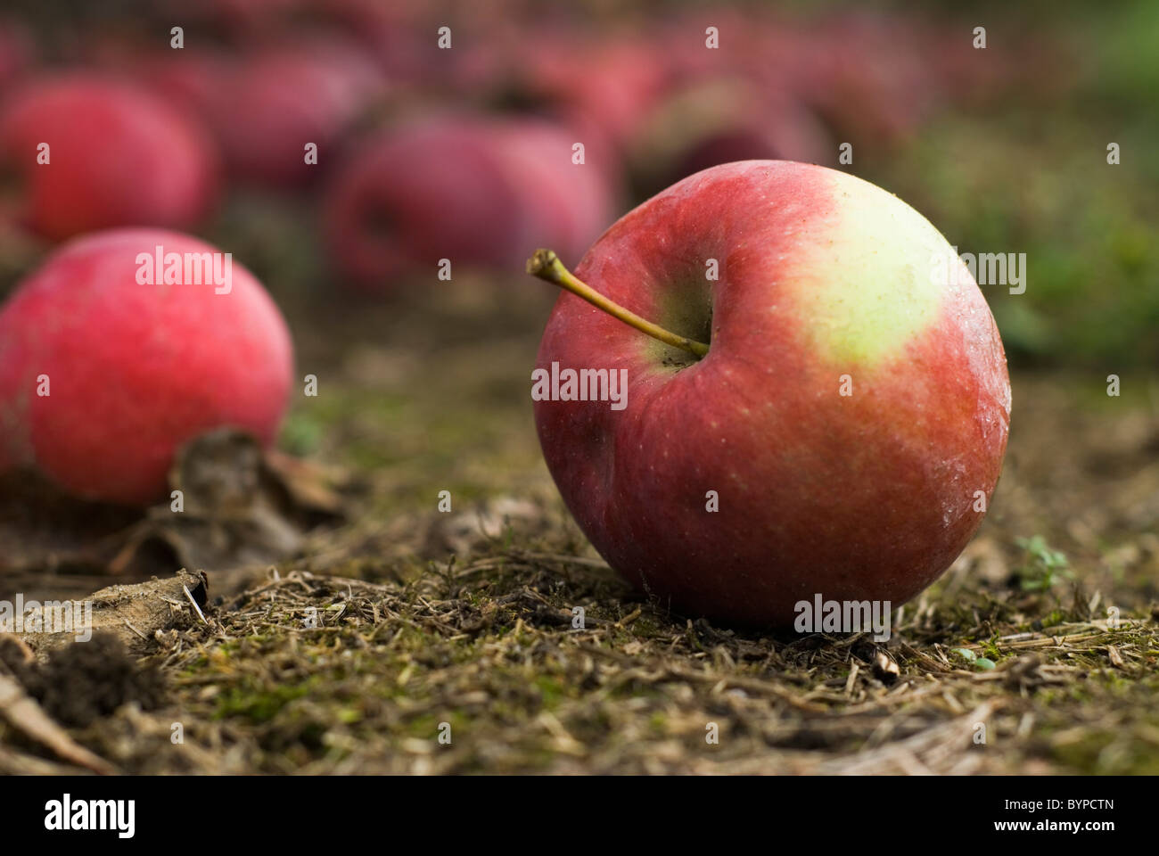 Apples fallen on the ground in an orchard Stock Photo - Alamy