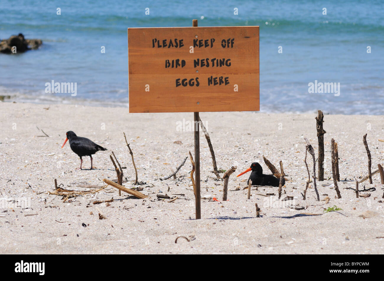 Oystercatcher bird nest oyster catchers hi-res stock photography and ...