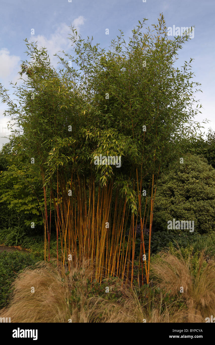 Clump of bamboo hi-res stock photography and images - Alamy
