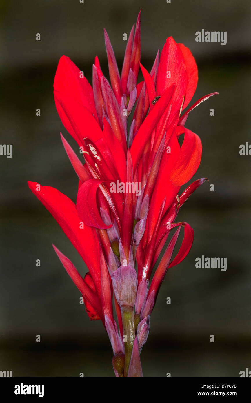 Red Canna blooms Stock Photo - Alamy