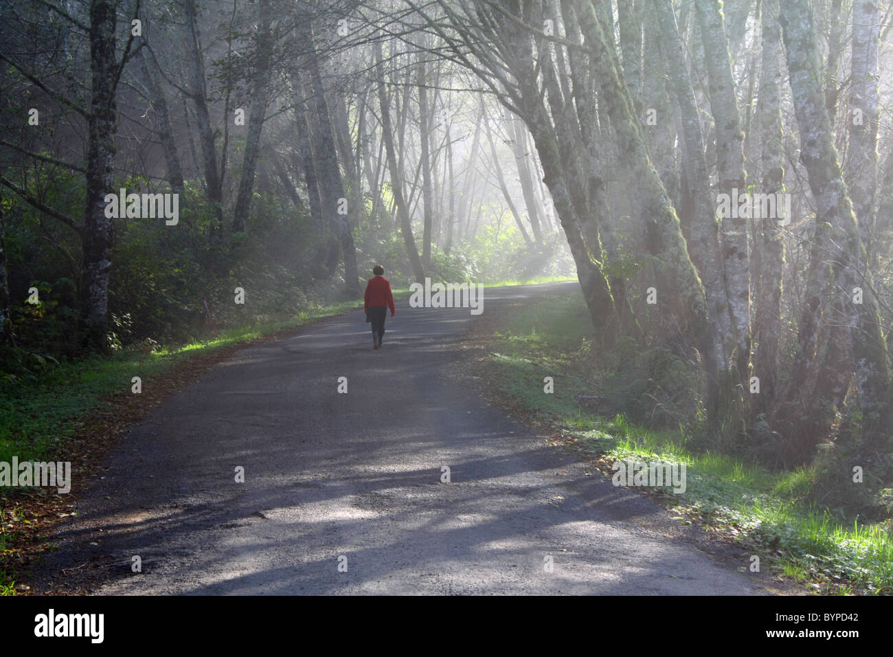 Woman walking an old curved small road that winds through a dense foggy ...