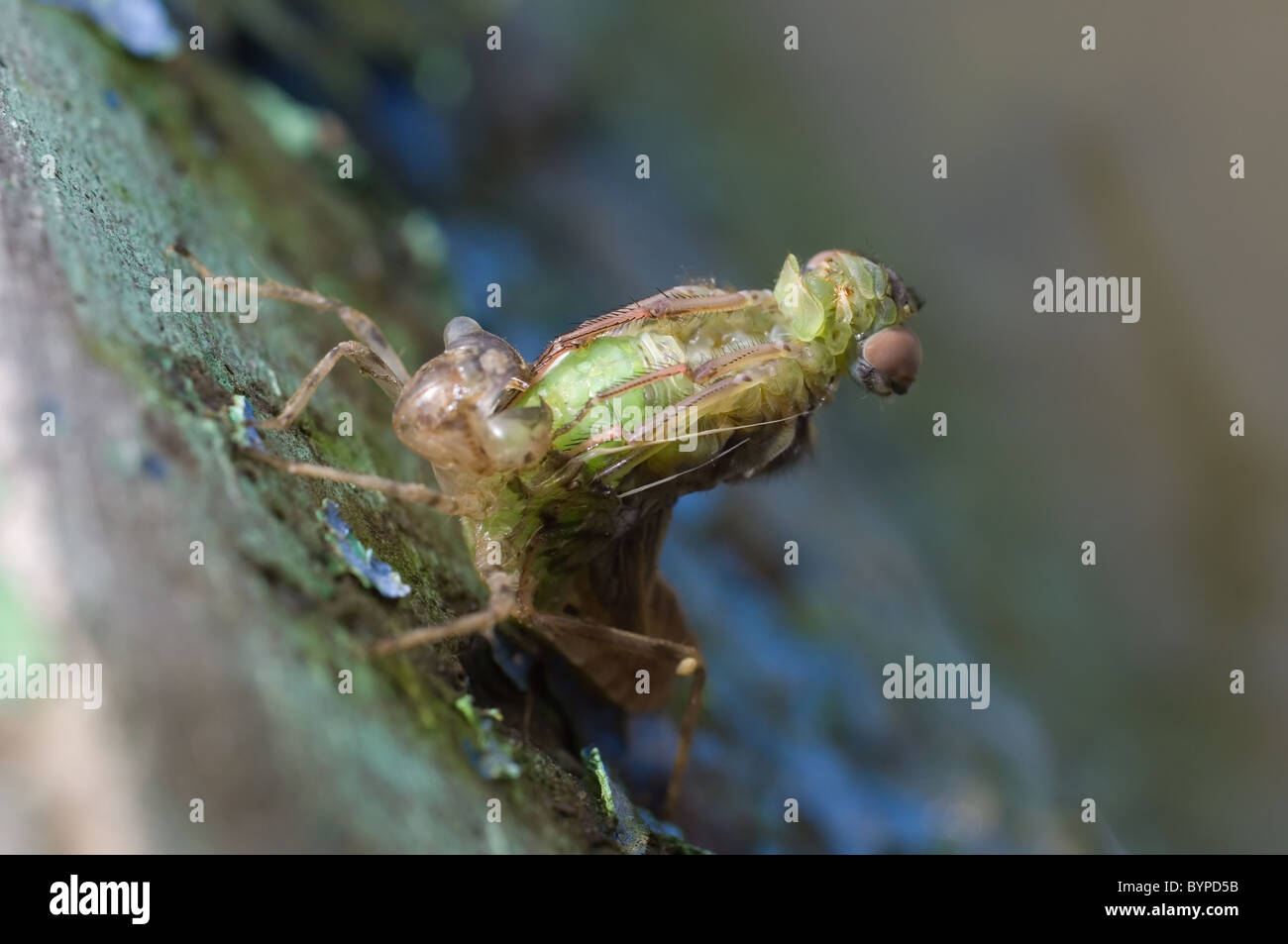 Photo of a Cardinal Meadowhawk dragonfly (Sympetrum illotum) during ...