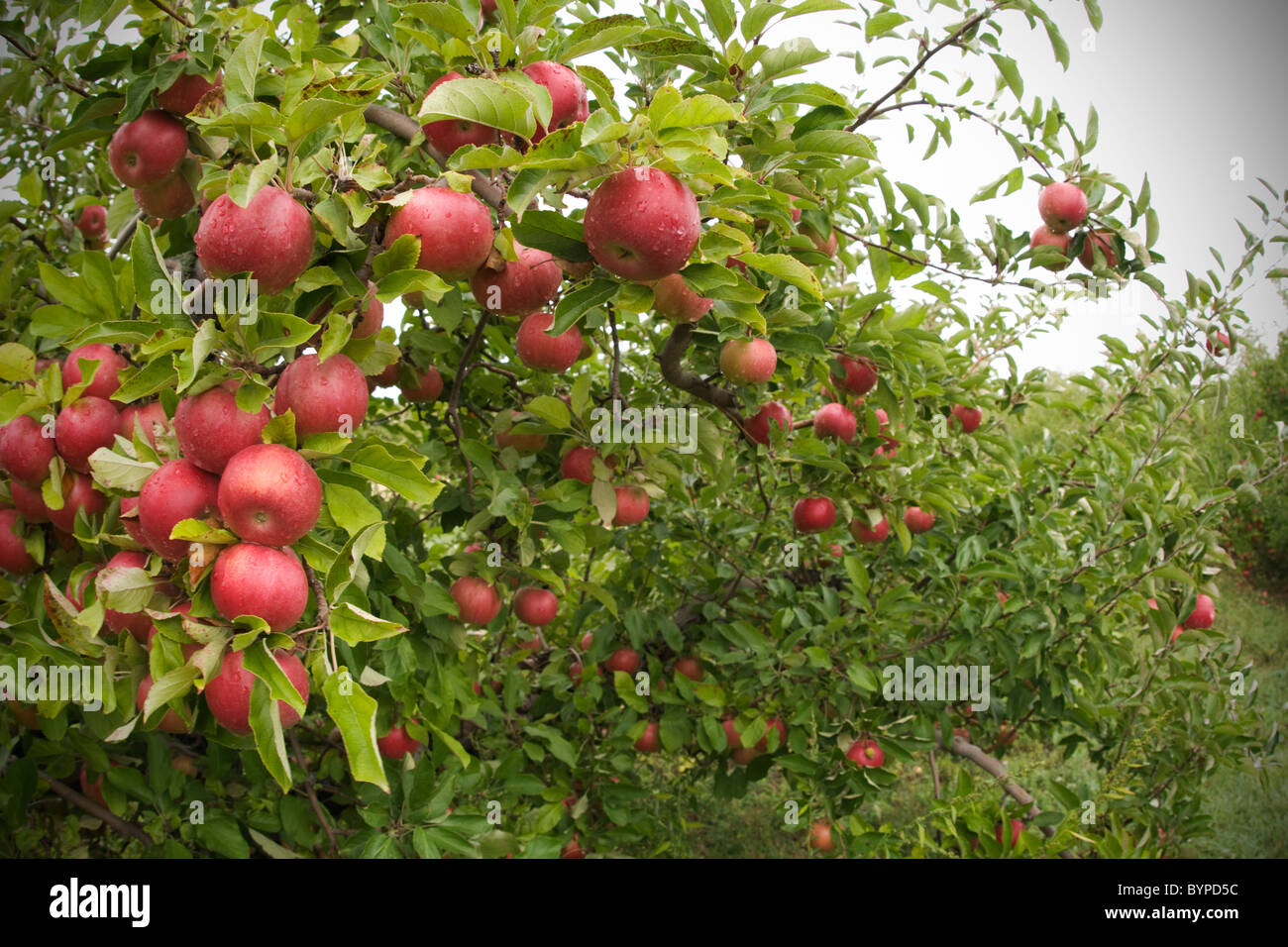 Apples hanging on trees in an orchard Stock Photo - Alamy