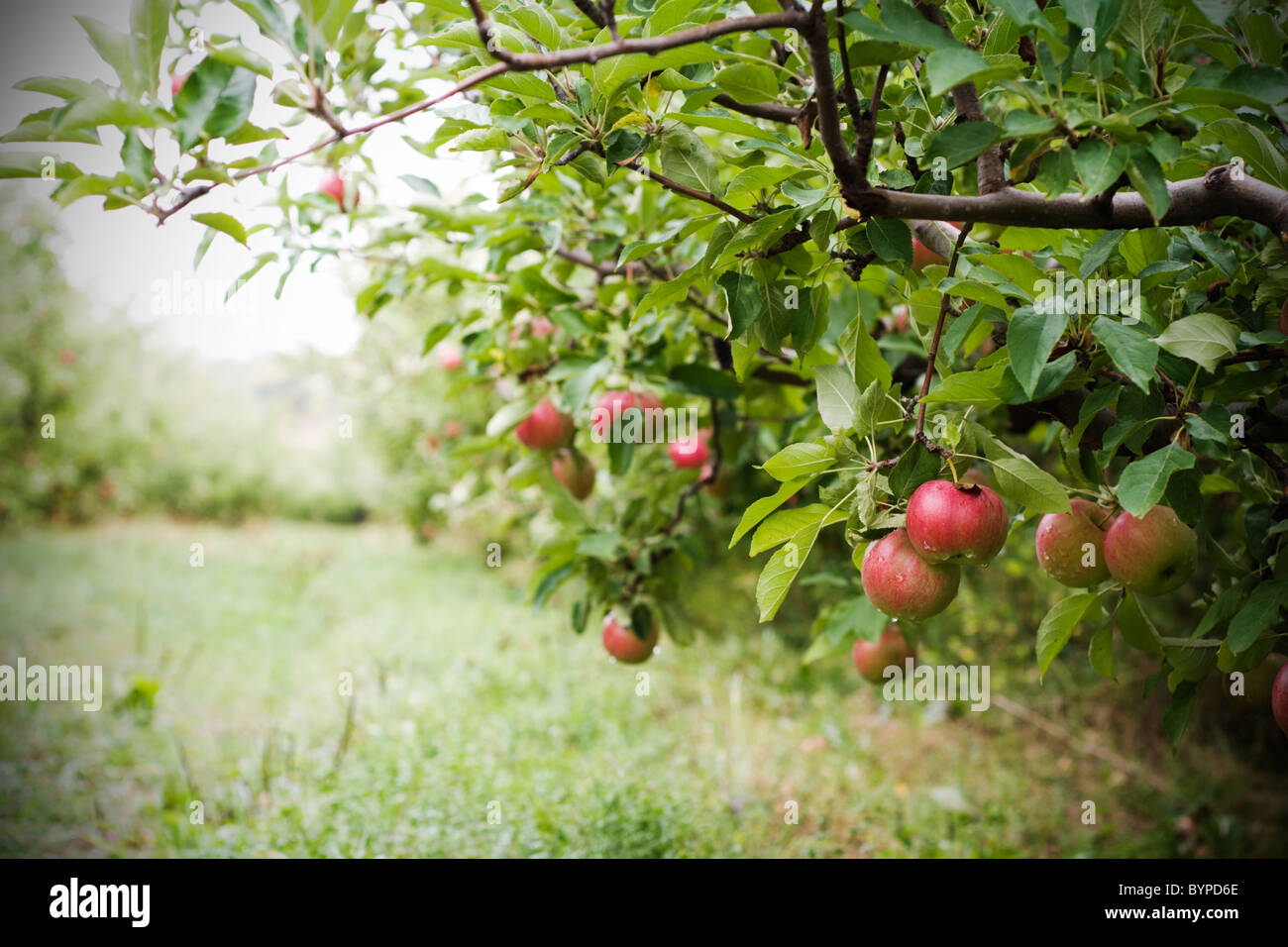 Apples hanging on trees in an orchard Stock Photo - Alamy