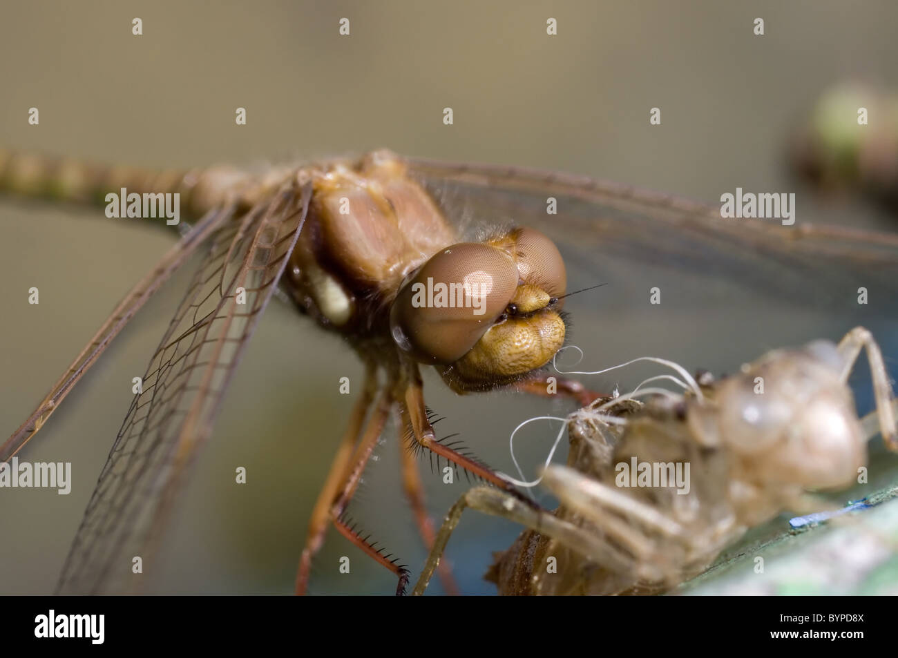 Photo of a Cardinal Meadowhawk dragonfly (Sympetrum illotum) after ...