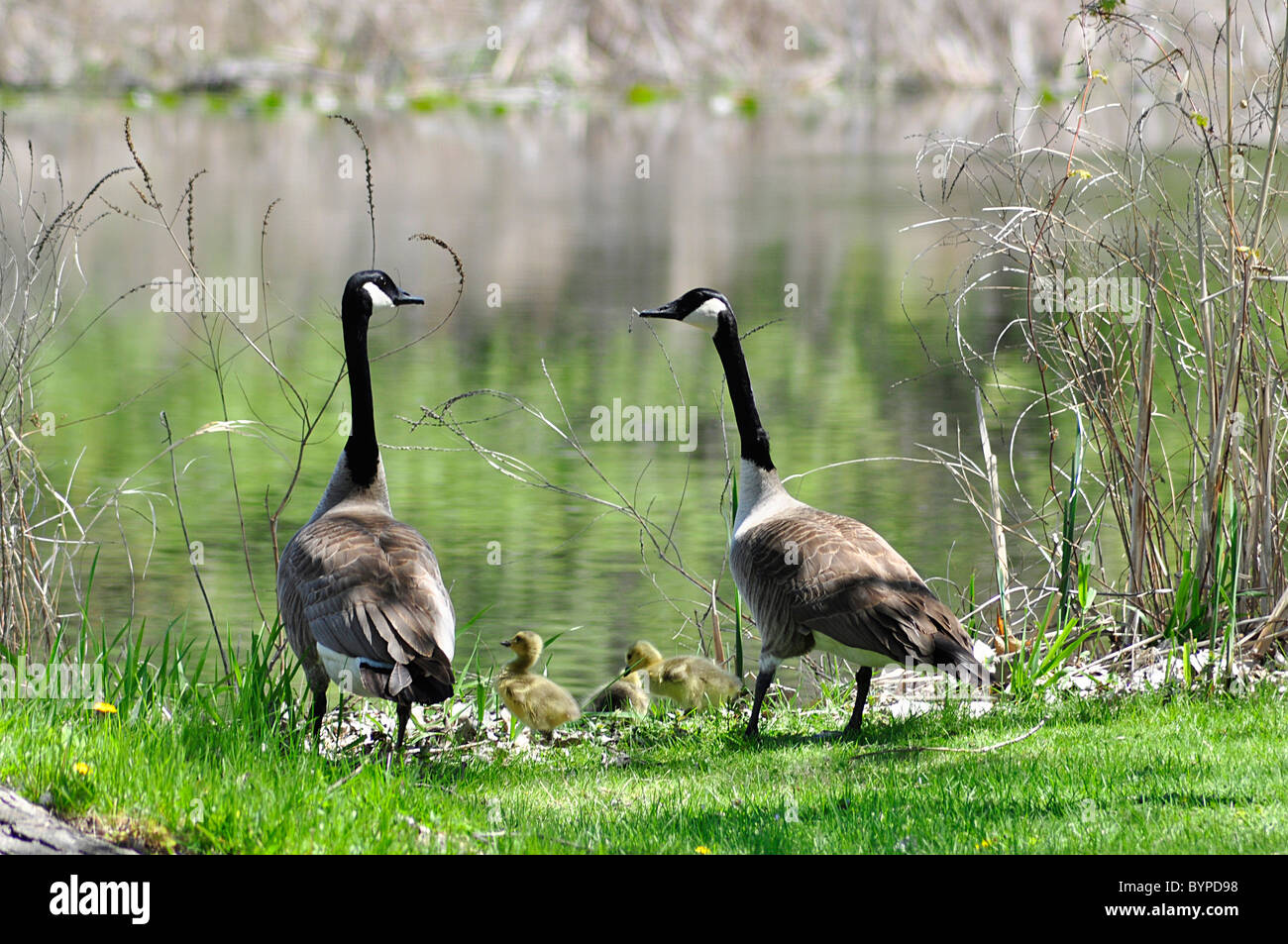 Family canada goose or geese hi-res stock photography and images - Alamy