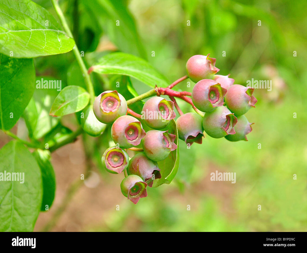 blueberry bush with berries Stock Photo - Alamy