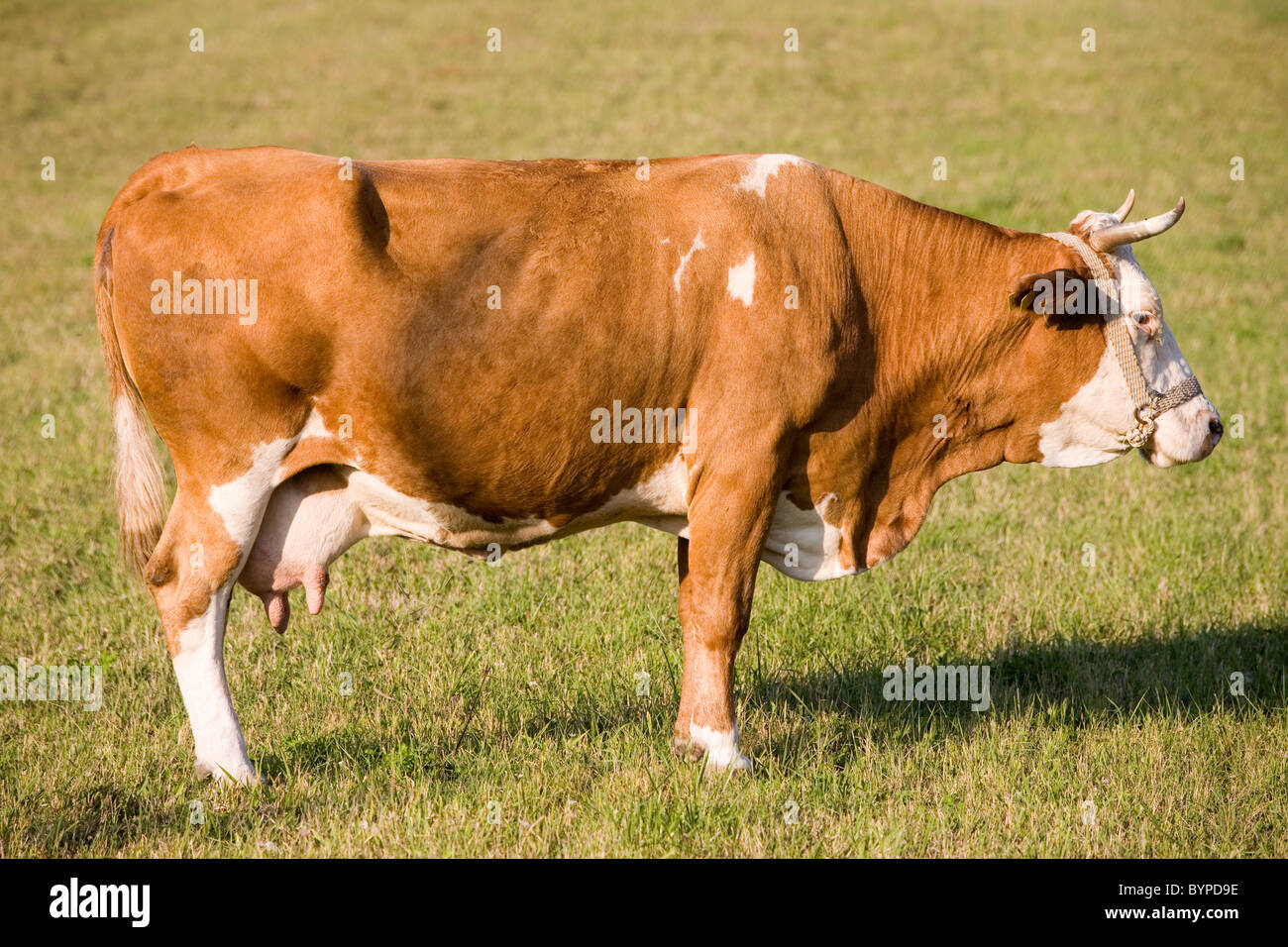 Healthy cow hi-res stock photography and images - Alamy