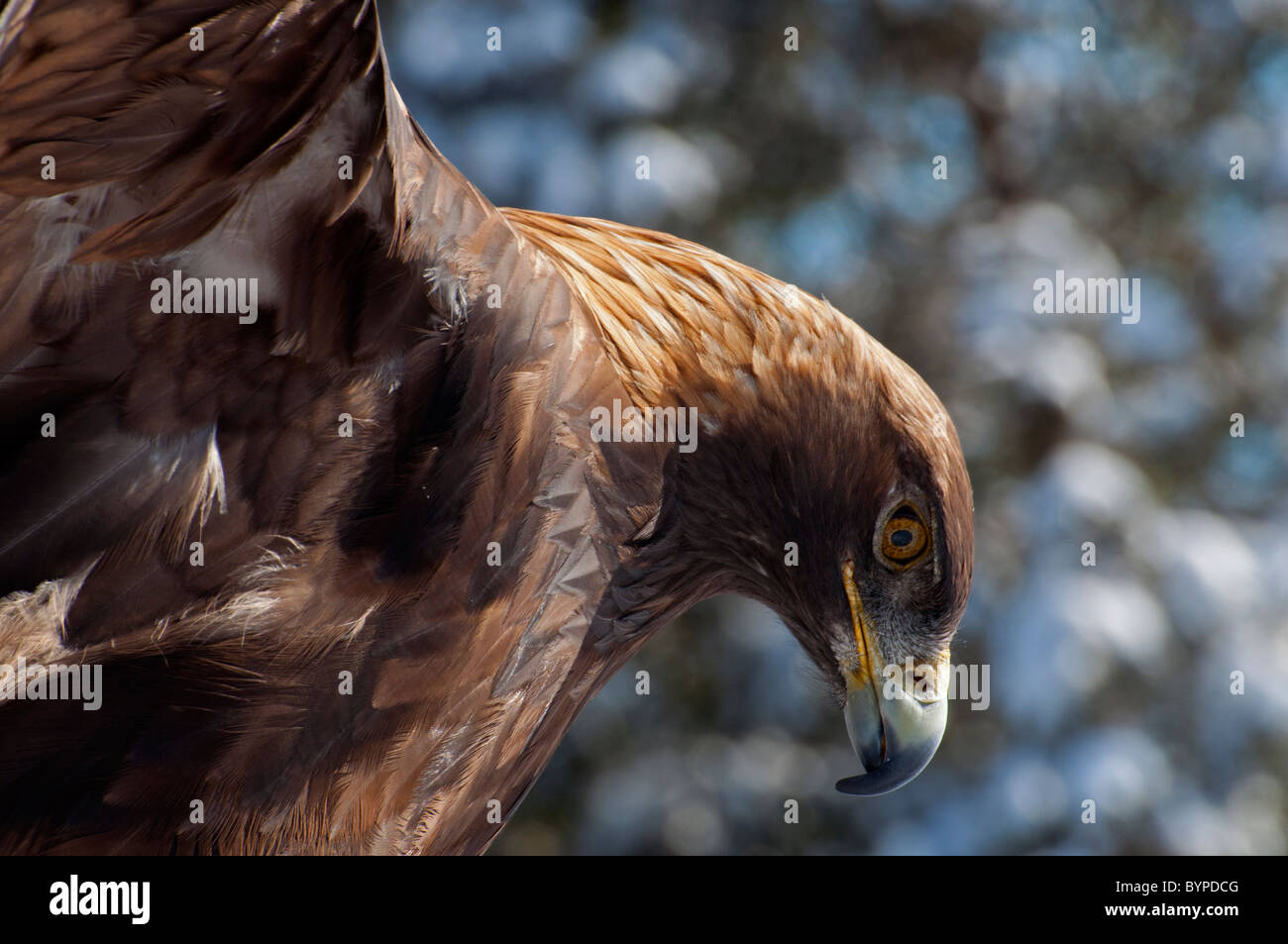 Close-up of a Golden Eagle Stock Photo - Alamy