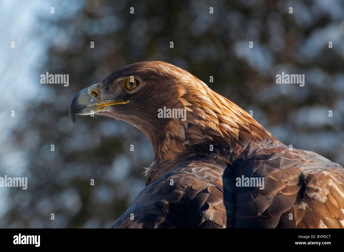 Close-up of a Golden Eagle Stock Photo - Alamy
