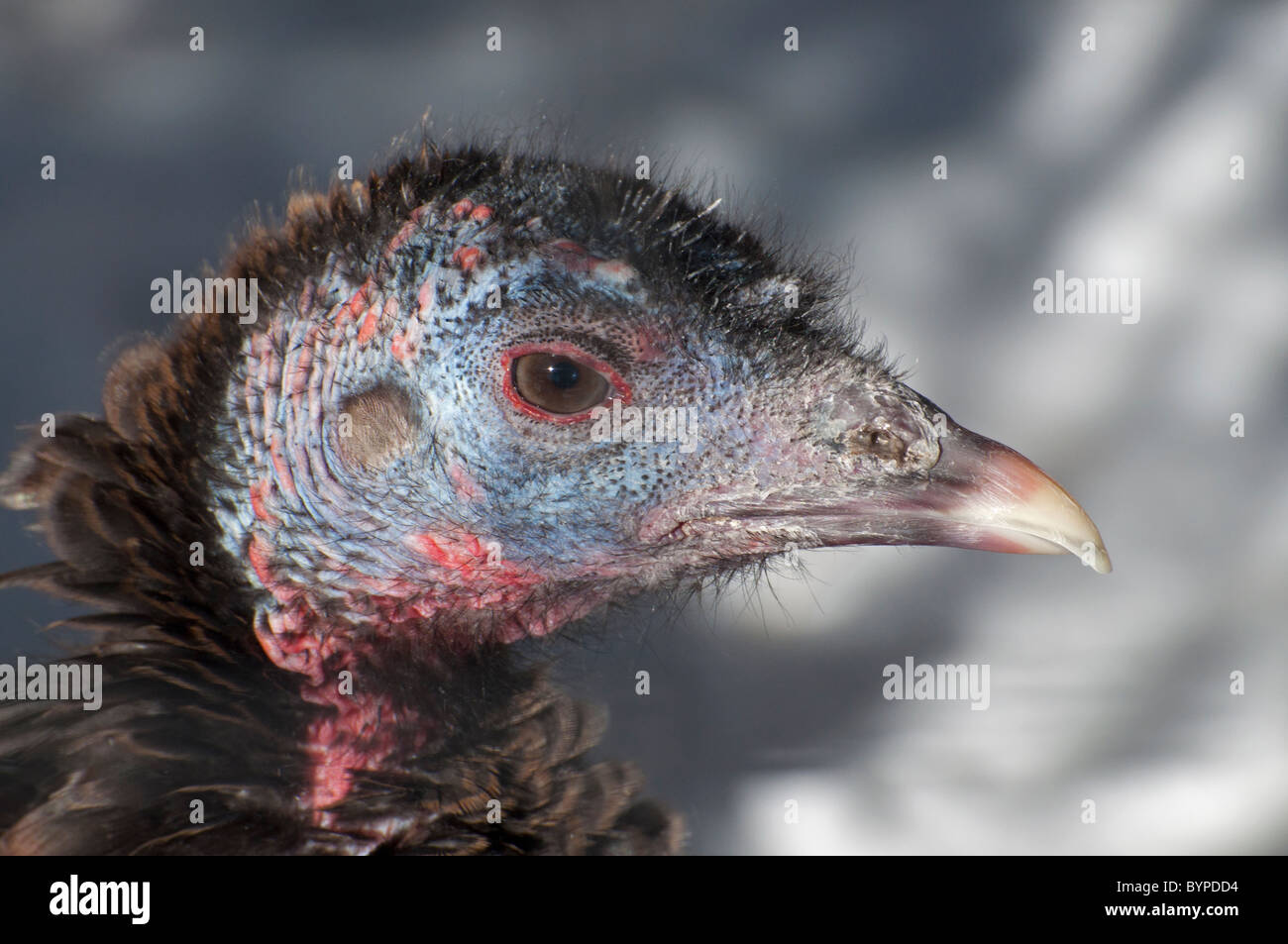 Wild turkey female meleagris gallopavo hi-res stock photography and ...