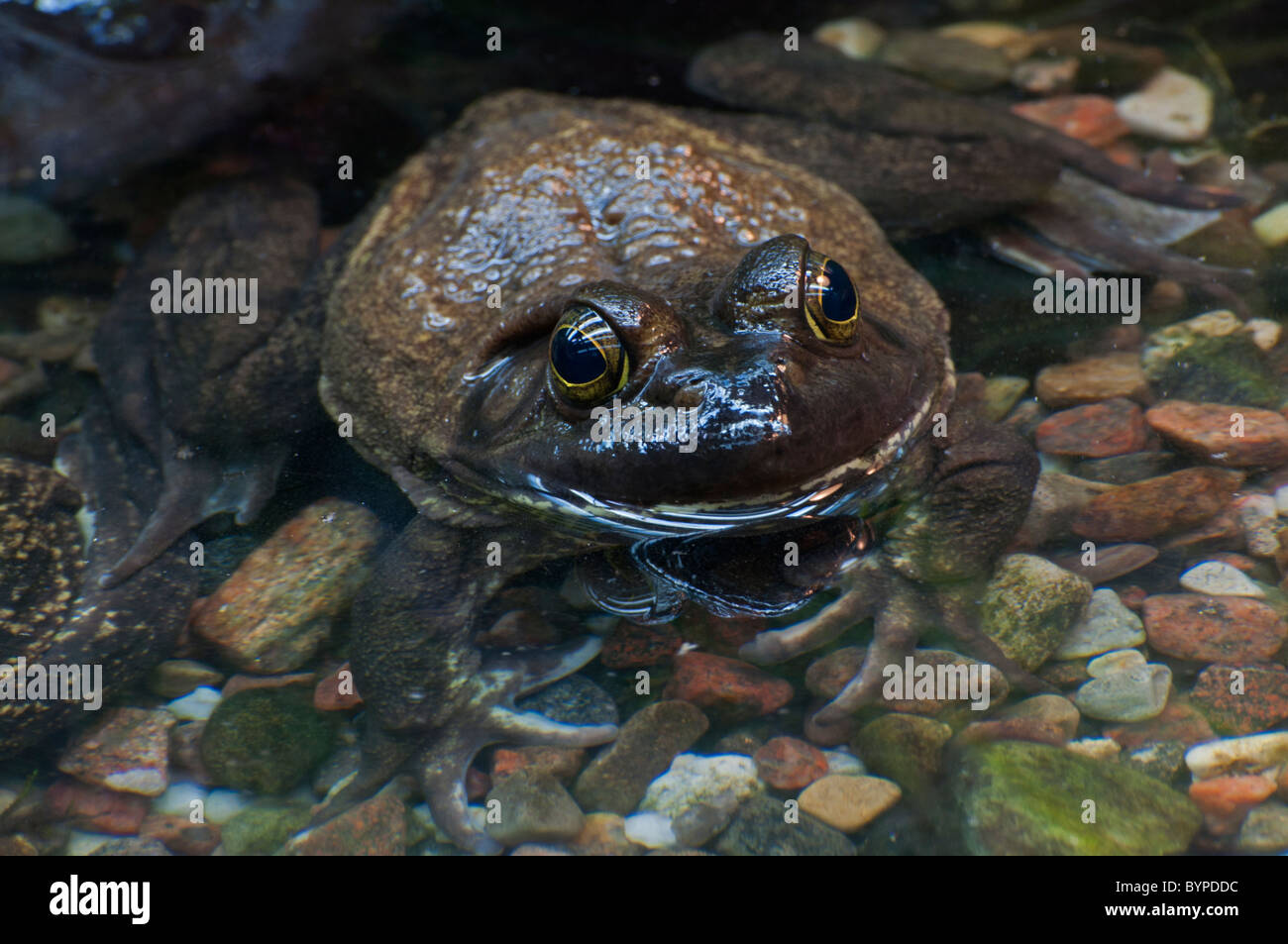 Bullfrog canada hi-res stock photography and images - Alamy