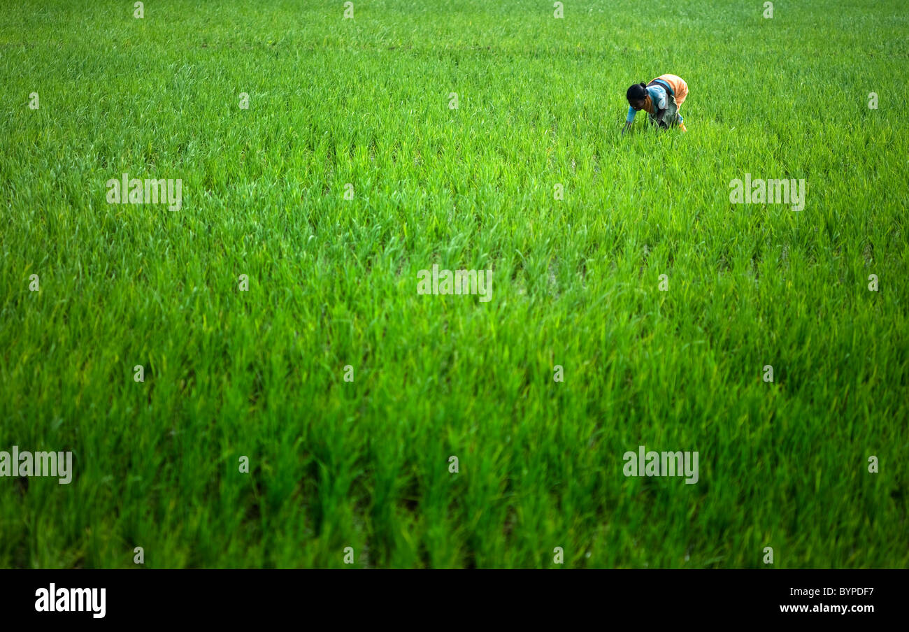Woman tending rice paddy field in rural India village of Kadambadi. A ...
