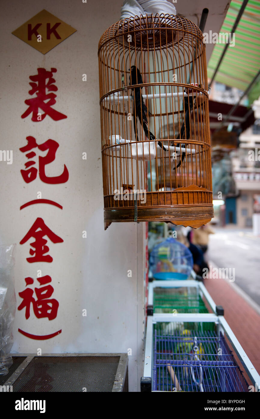 Bird in shop hi-res stock photography and images - Alamy
