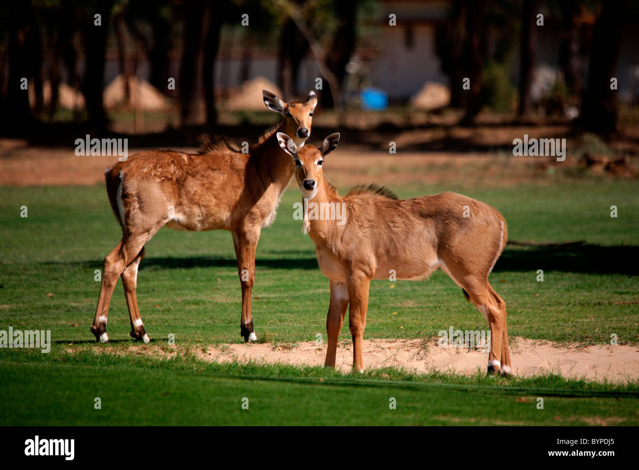 Nilgai (Boselaphus tragocamelus Stock Photo - Alamy