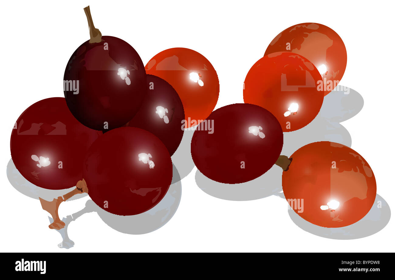 Bunch of grapes illustration hi-res stock photography and images - Alamy