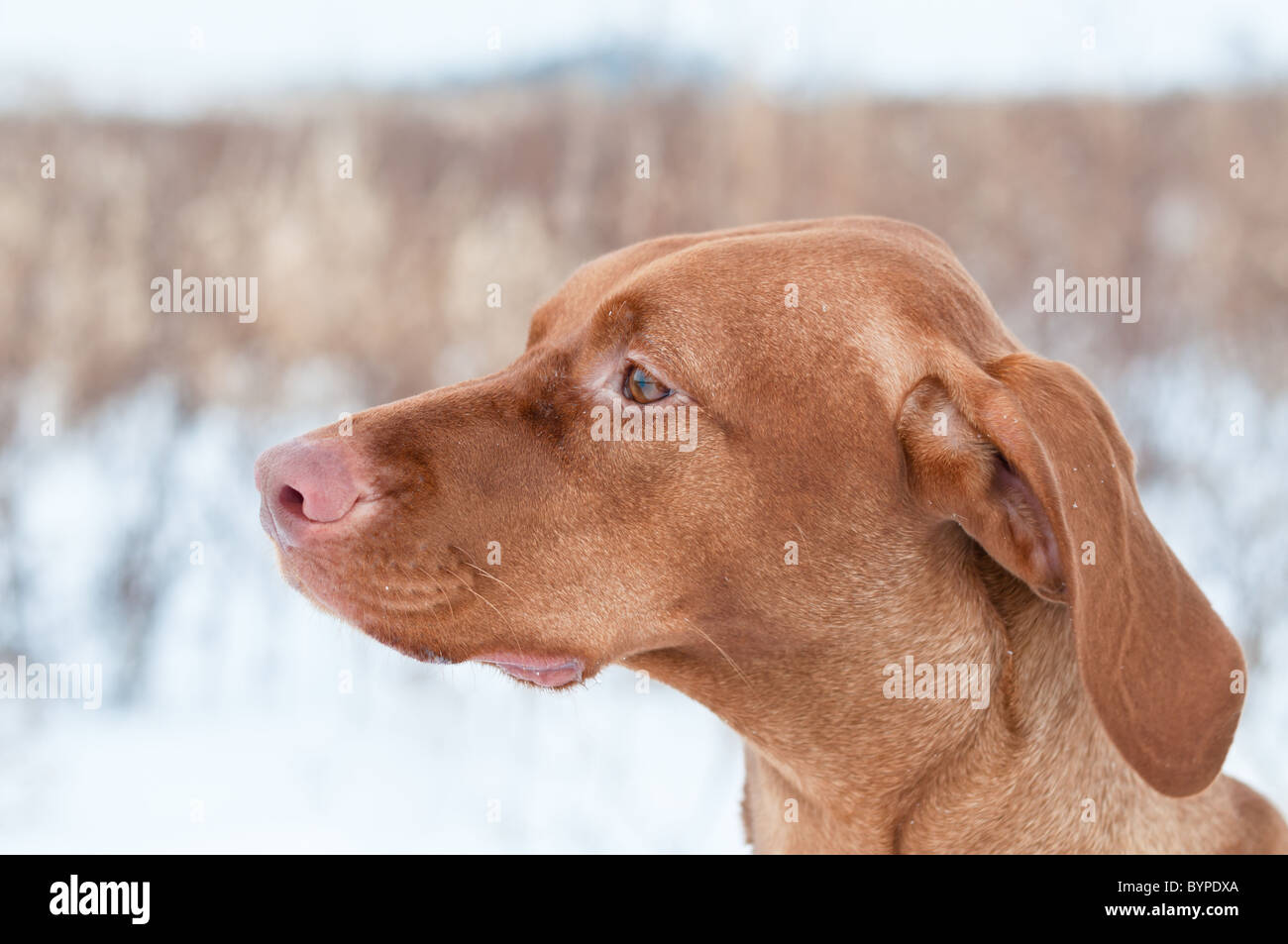 A closeup portrait of a Vizsla dog (Hungarian pointer) in profile in a ...