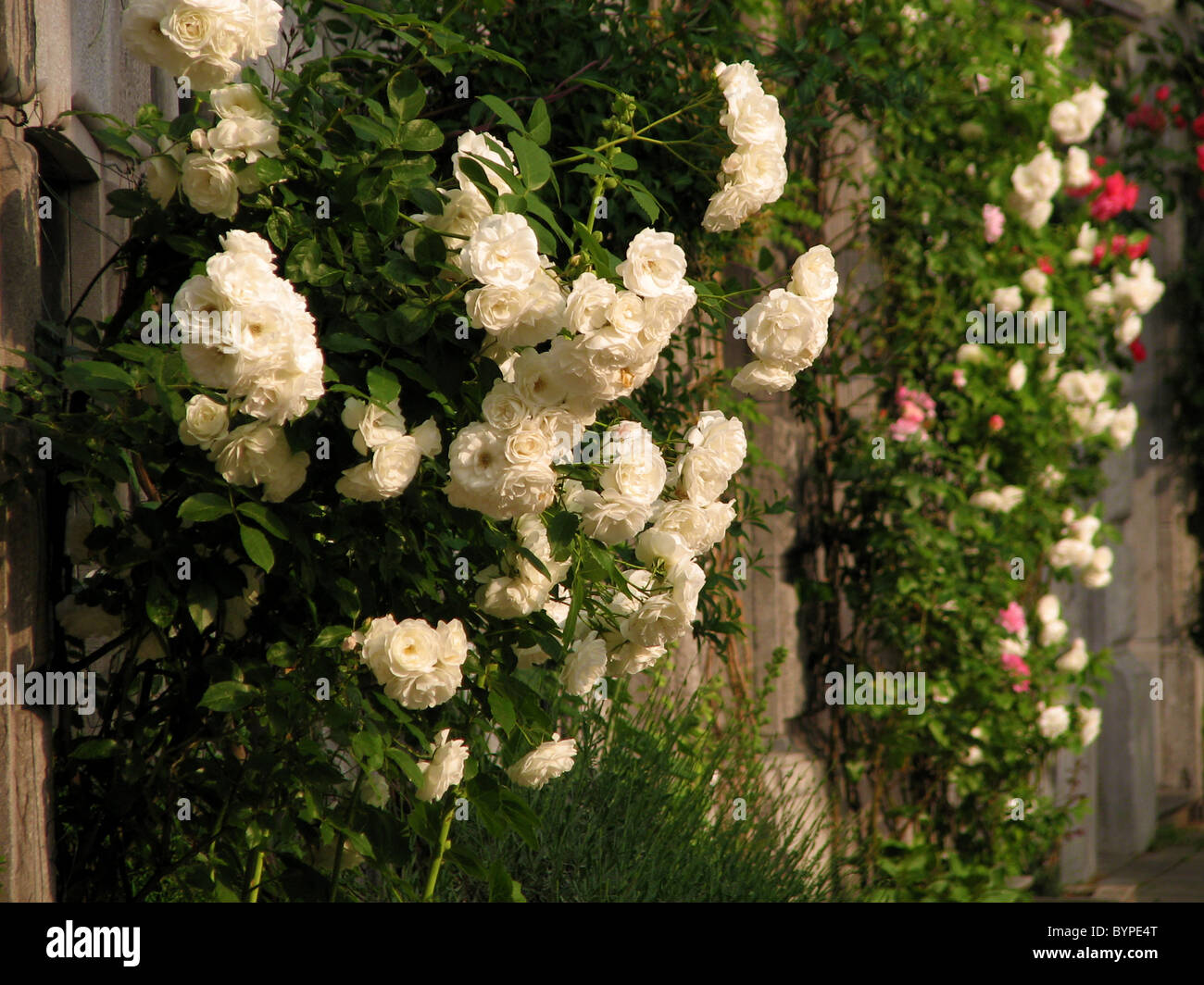Roses in bloom on small street of Amsterdam, Netherlands 2008 Stock ...