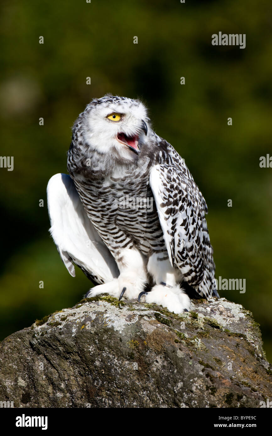 Arctic owl hi-res stock photography and images - Alamy