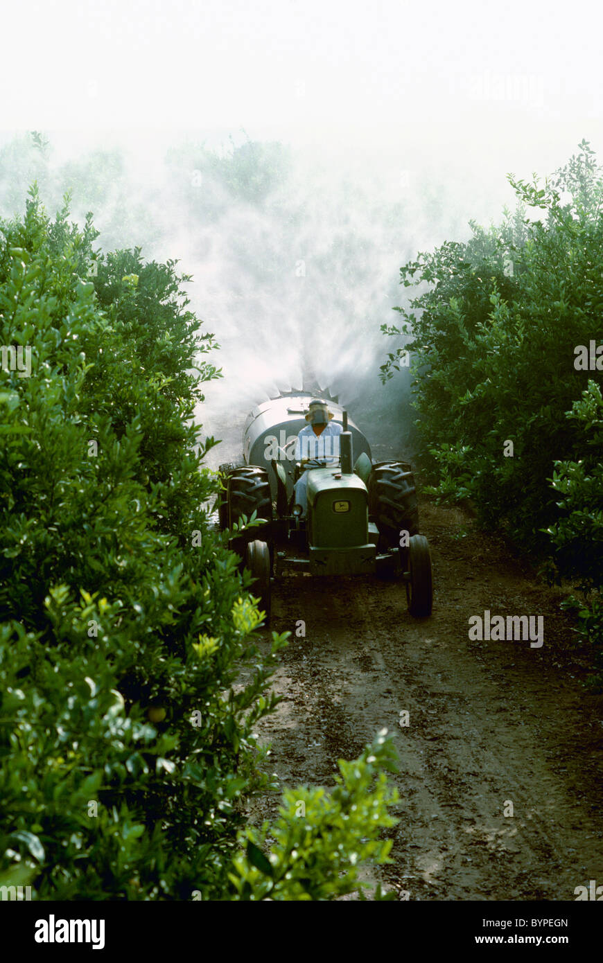 Agriculture - Pesticide application in an orange grove with a fan jet ...