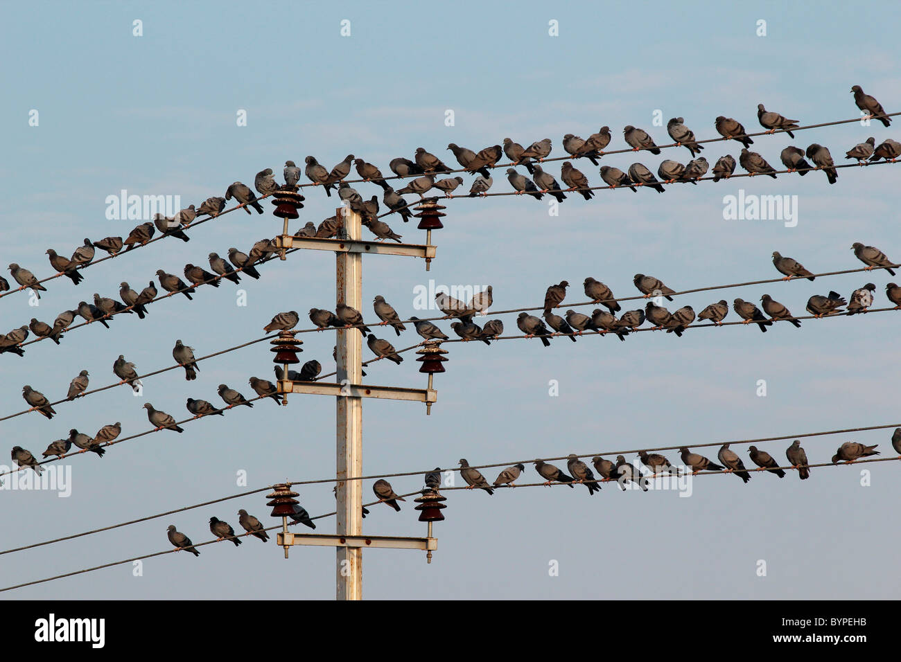 Birds sitting on electric line Stock Photo - Alamy