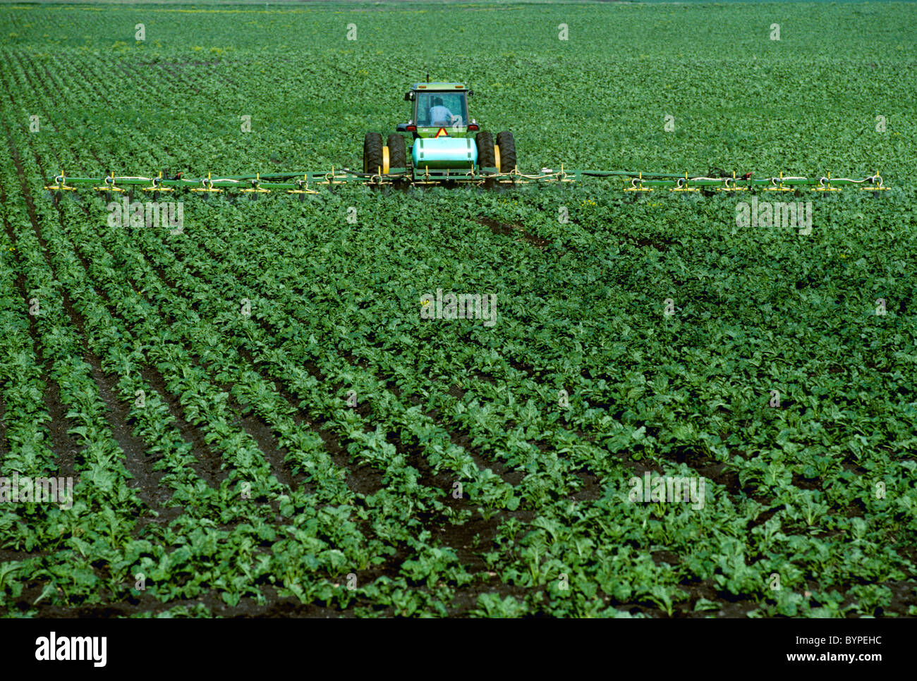 Agriculture - Herbicide application to an early growth sugar beet field ...