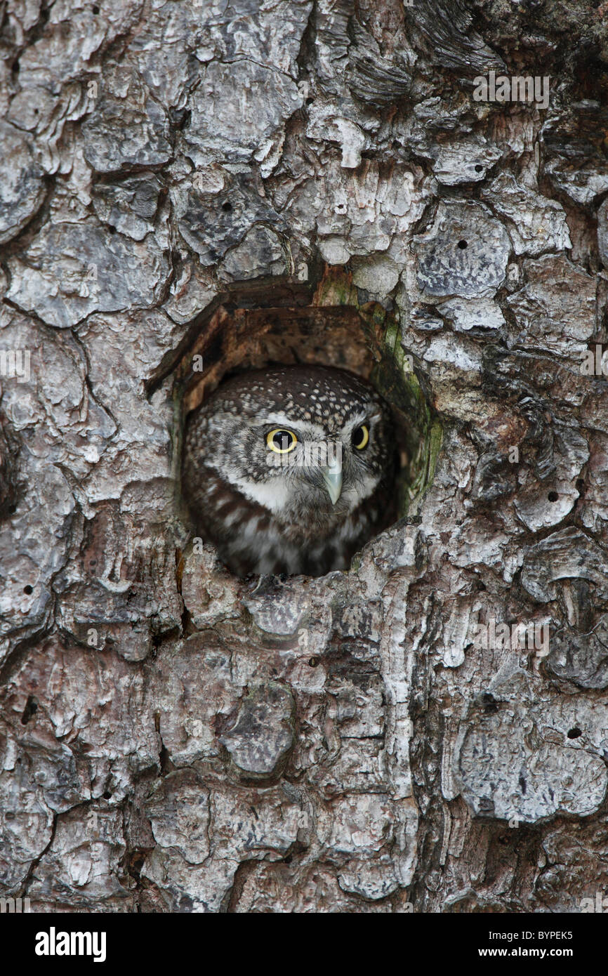 Owl tree hole hi-res stock photography and images - Alamy