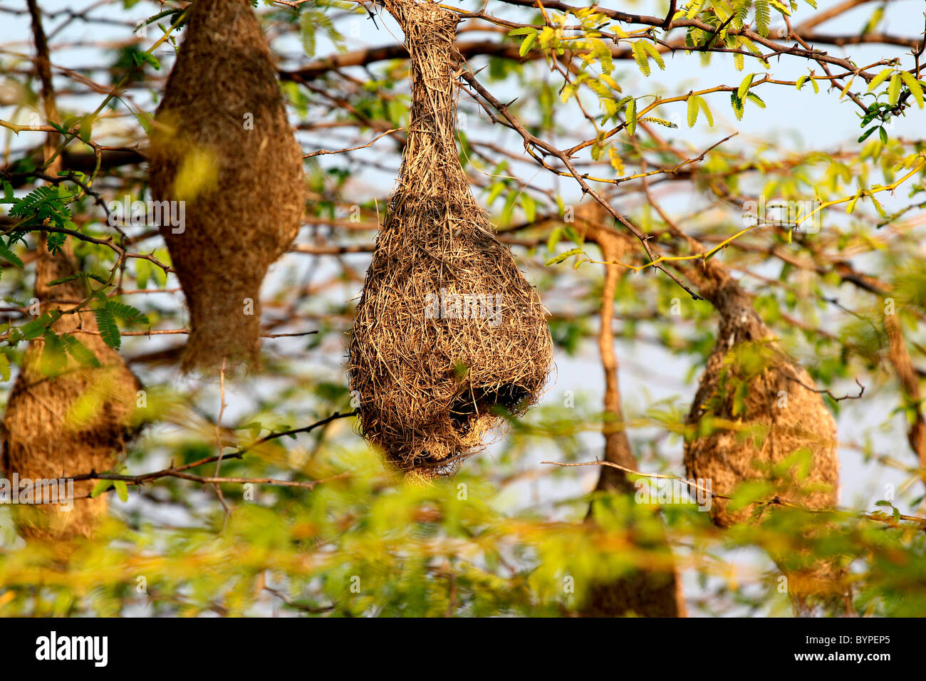 Bird Nest Colony Stock Photo - Alamy