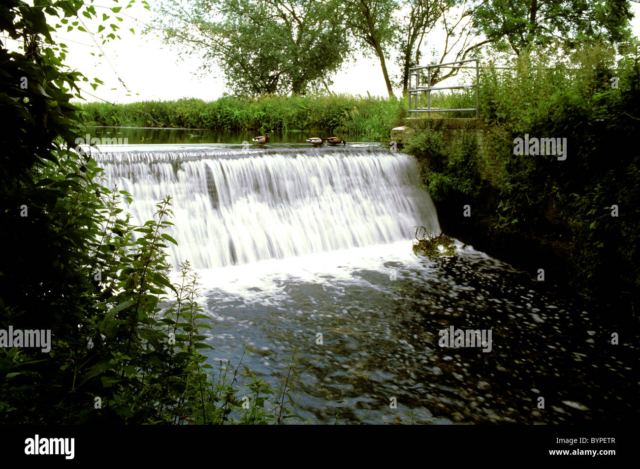 ducks on waterfall Stock Photo - Alamy
