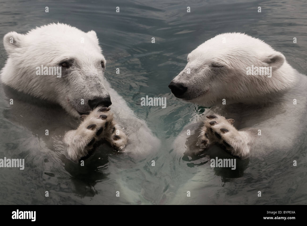 "Bear Prayer" - polar bears praying for a meal Stock Photo - Alamy
