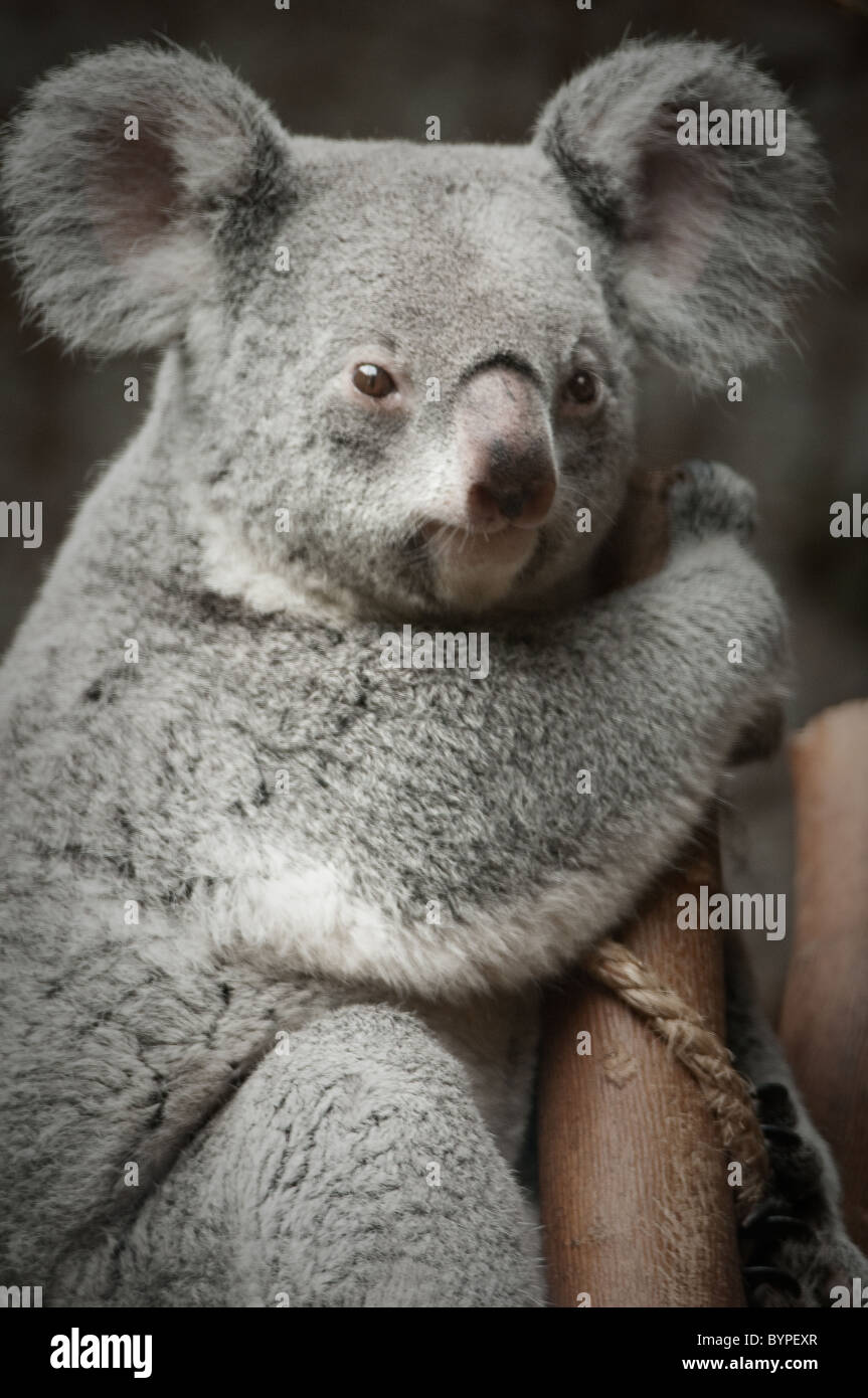 "Big Ears" - Koala Bear Stock Photo - Alamy